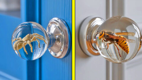 These Insect Doorknobs Turn Creepy Crawlies Into Functional Art