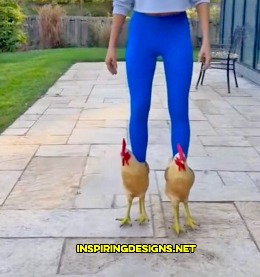 Chicken Heels: The Viral Chicken Boots and Stilettos Everyone Is ...
